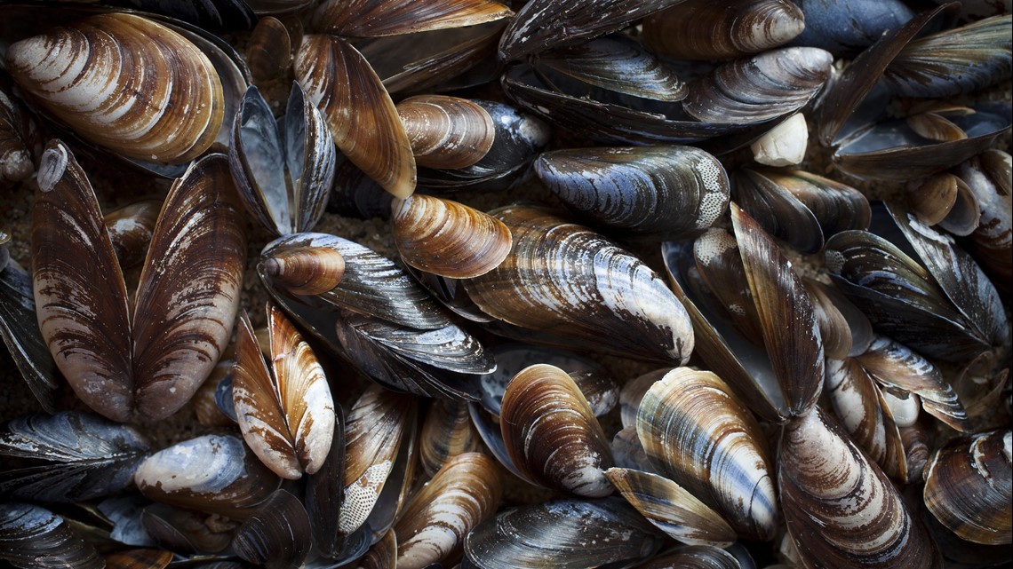 Mussels in Washington’s Puget Sound test positive for opioids, other ...