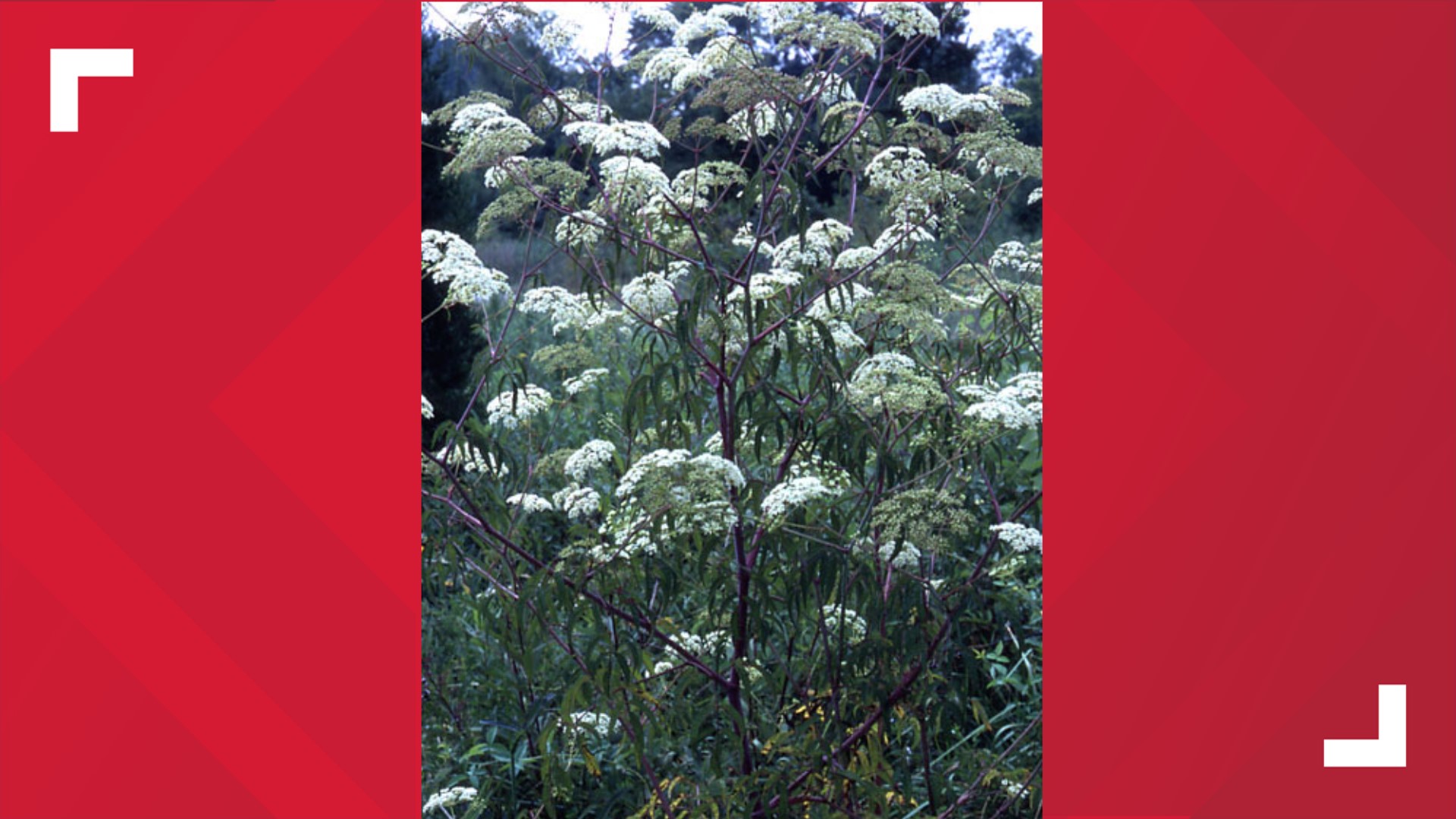 Poisonous plant, Spotted Water Hemlock, identified in Glastonbury ...