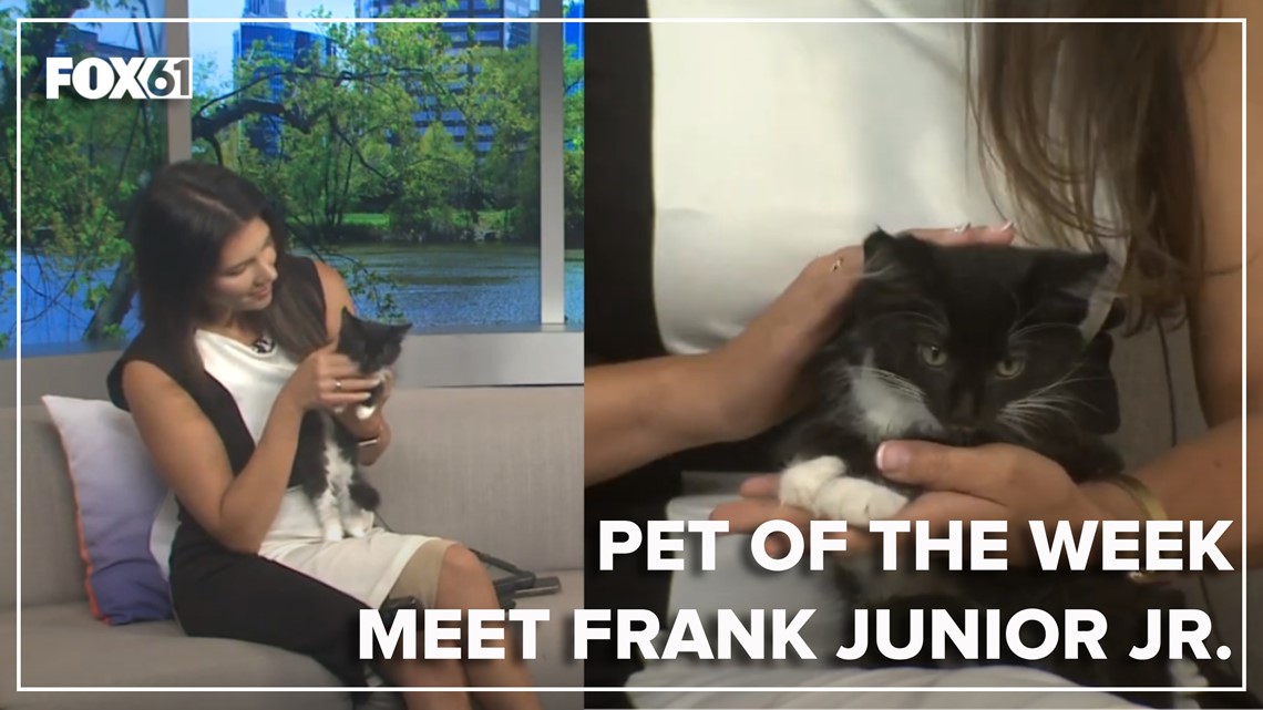 Pet of the Week: Frank Junior Jr. | fox61.com