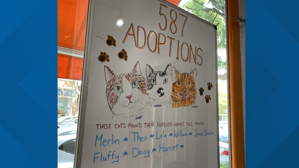 A look at Mew Haven Cat Café, Connecticut's first of its kind | fox61.com
