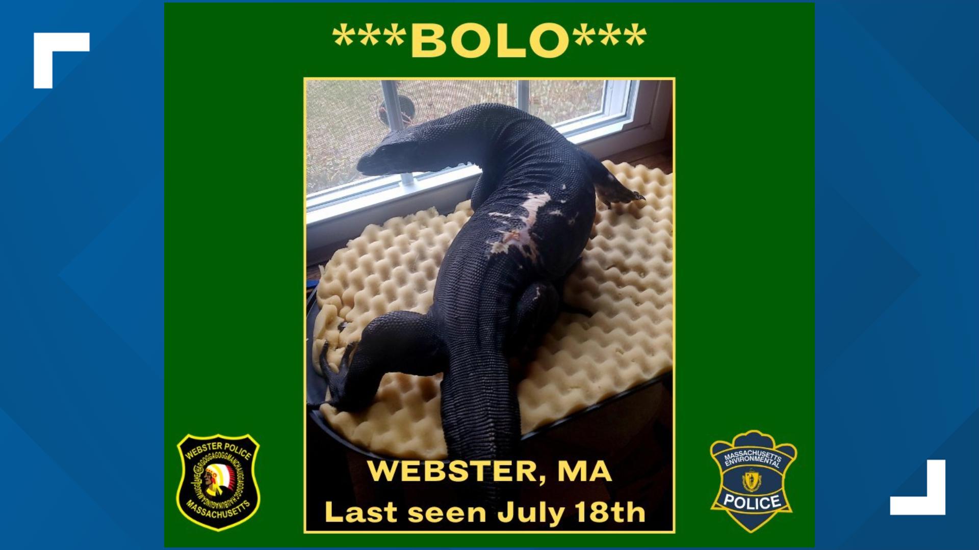 Water monitor lizard loose near CT border | fox61.com