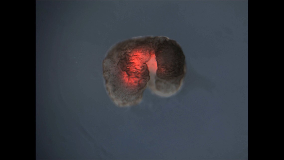 Meet the xenobot: World’s first living, self-healing robots created ...