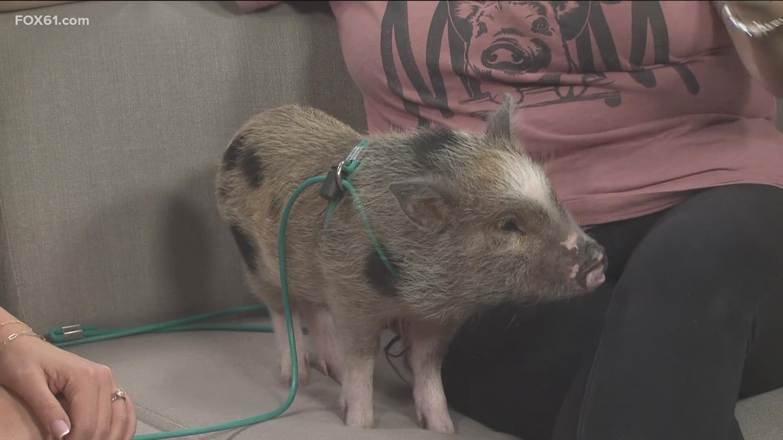 Local pigs visit FOX61 on National Pig Day | fox61.com