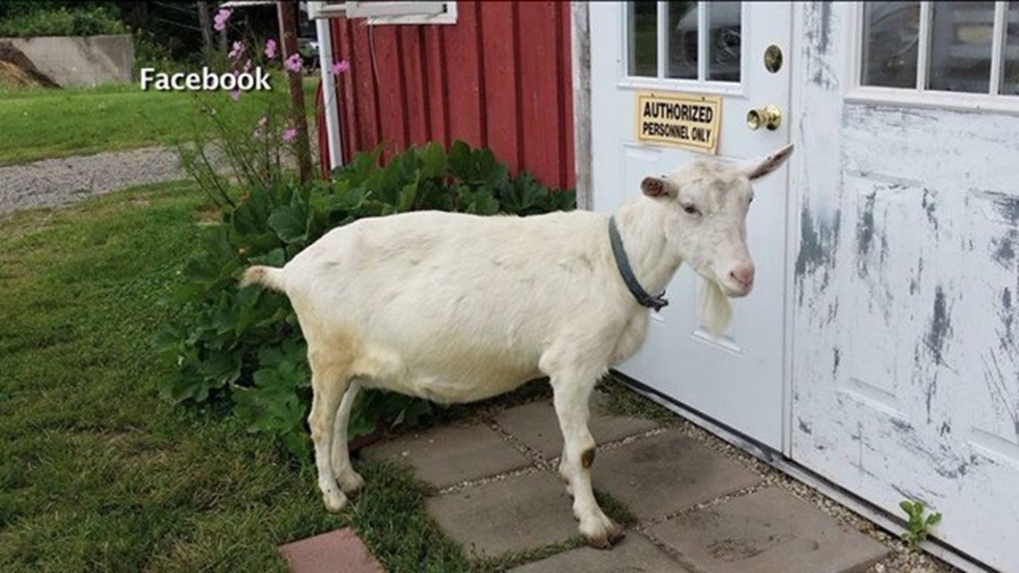 State launches investigation after dead and dying goats discovered ...