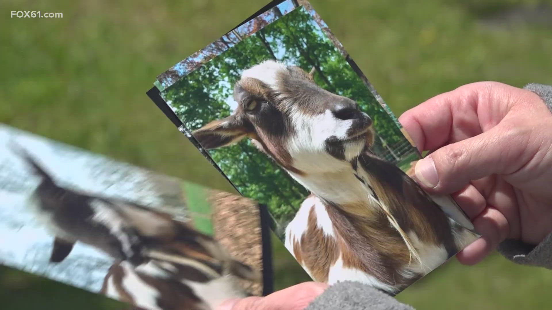 4 goats killed in Bethlehem, Conn. bear attacks in past month | fox61.com