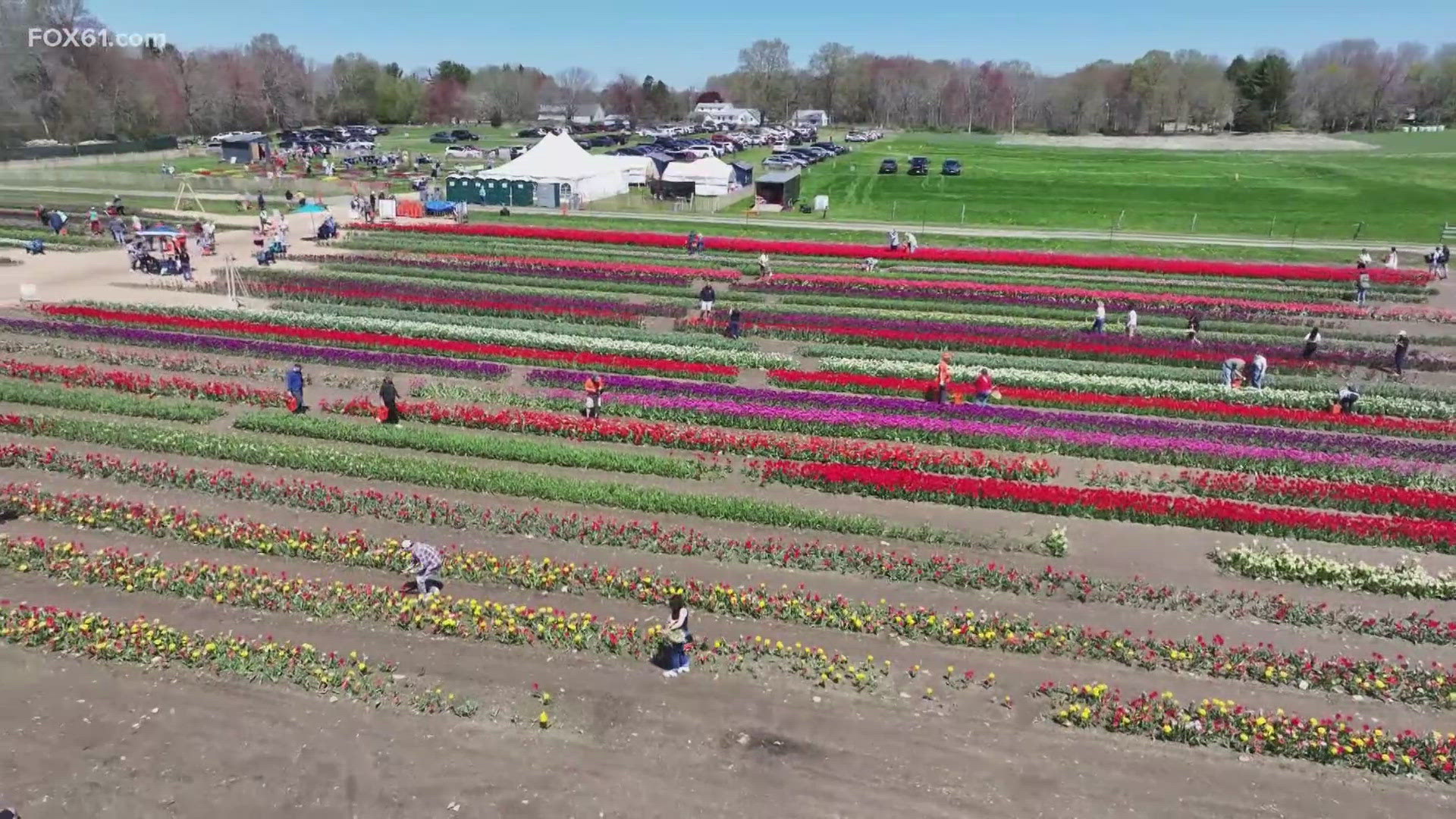 Explore Wicked Tulips Flower Farm's seasonal blooms | fox61.com