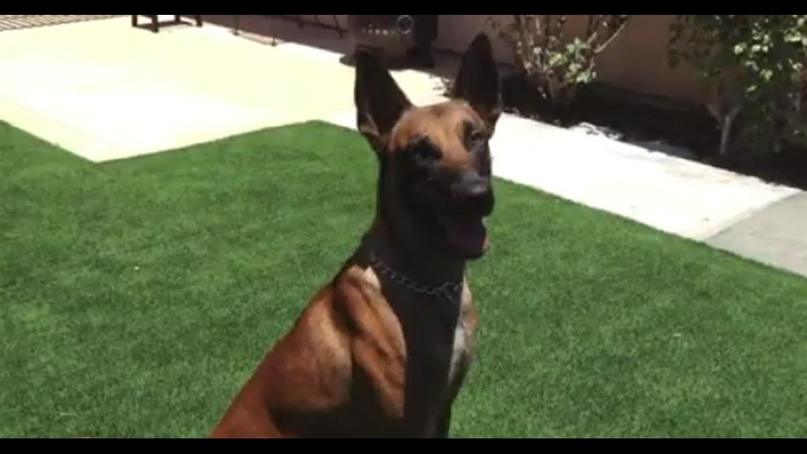 Police dog ‘Dexter’ stabbed multiple times during standoff | fox61.com