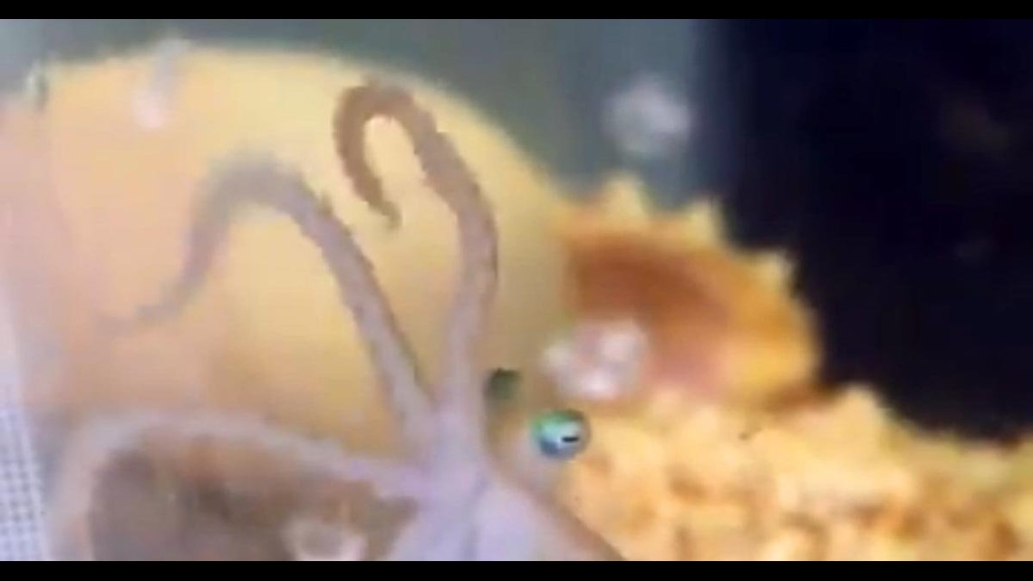 Watch this tiny baby octopus grab some breakfast! | fox61.com