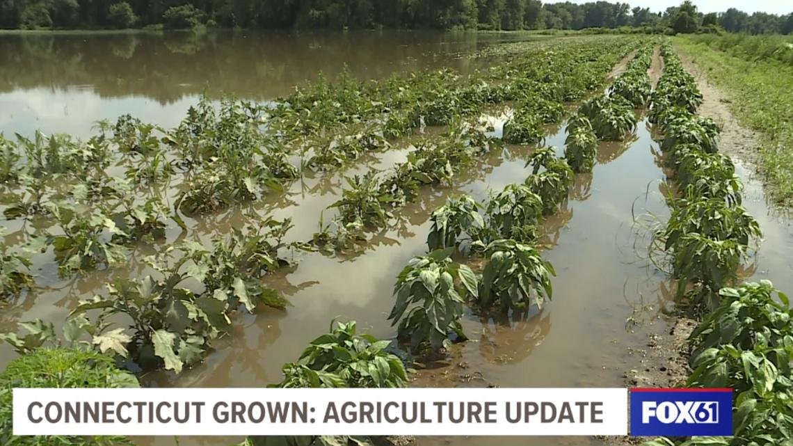 CT's agricultural industry | The Real Story | fox61.com