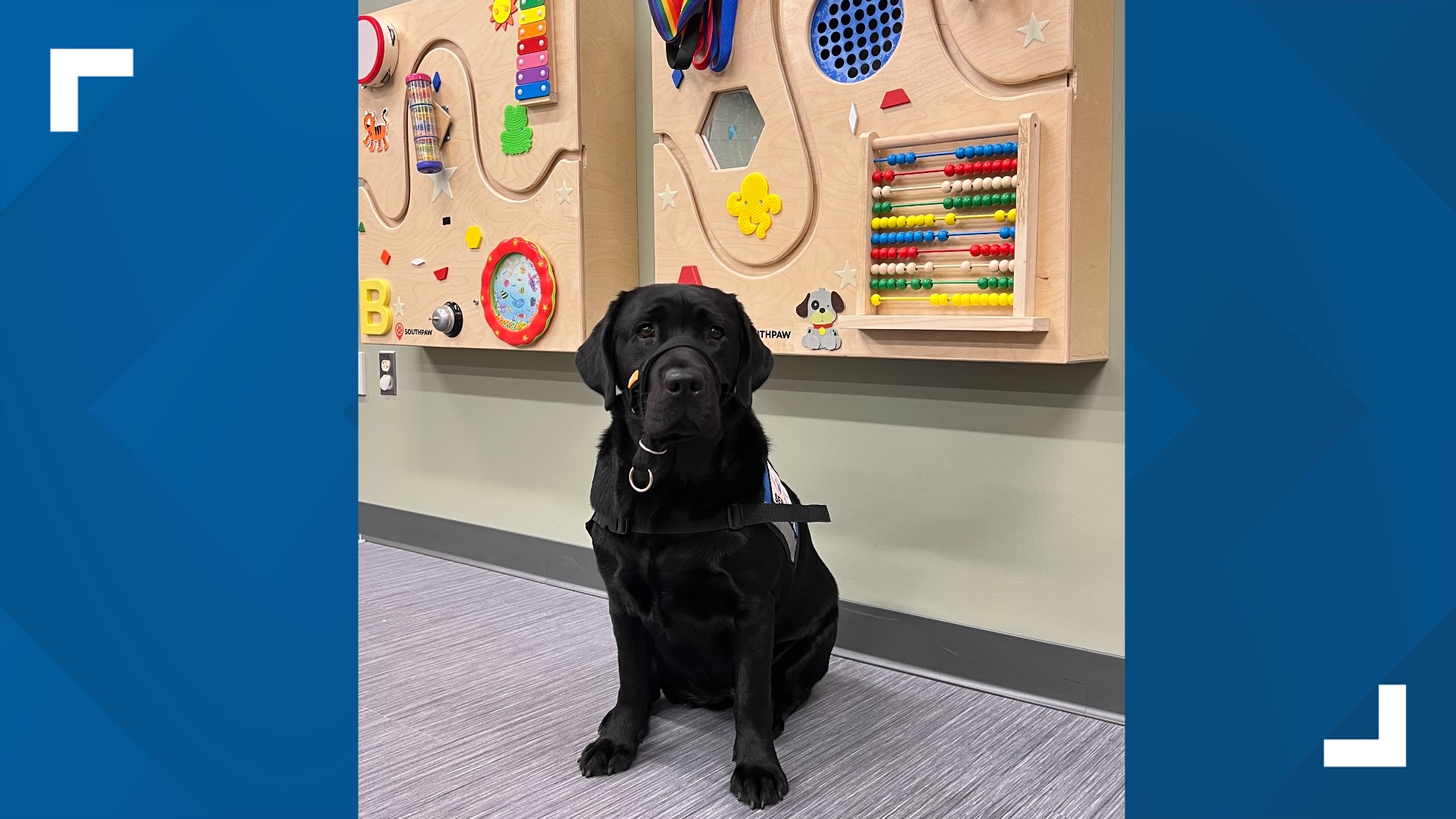 Hospital for Special Care adds service dog to its Autism Center | fox61.com