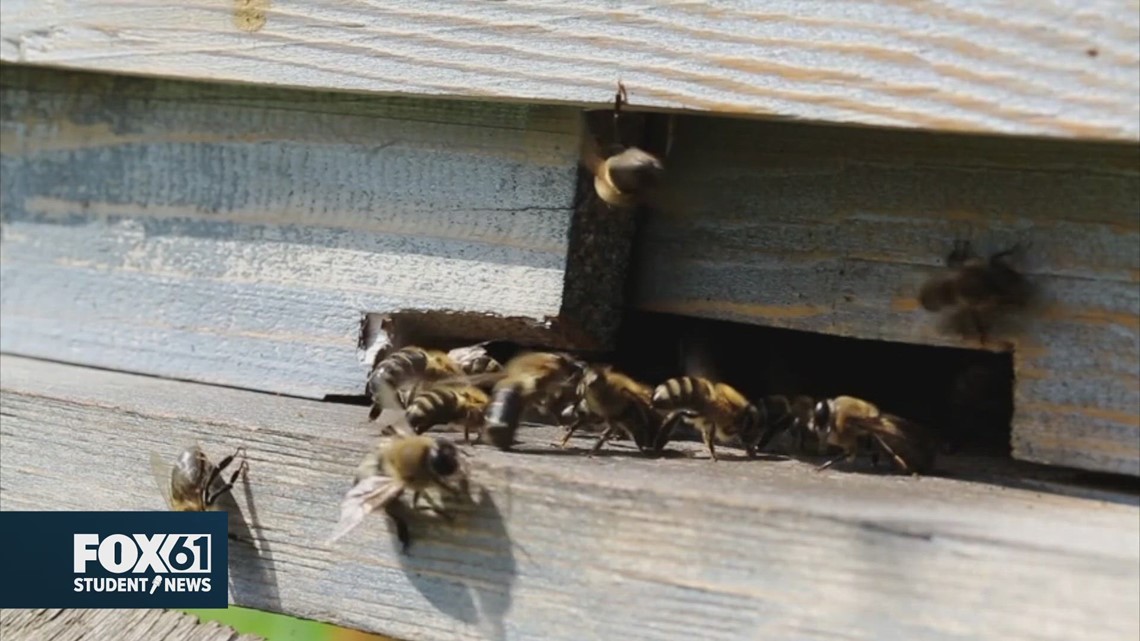 A humble hive, a humble home | fox61.com