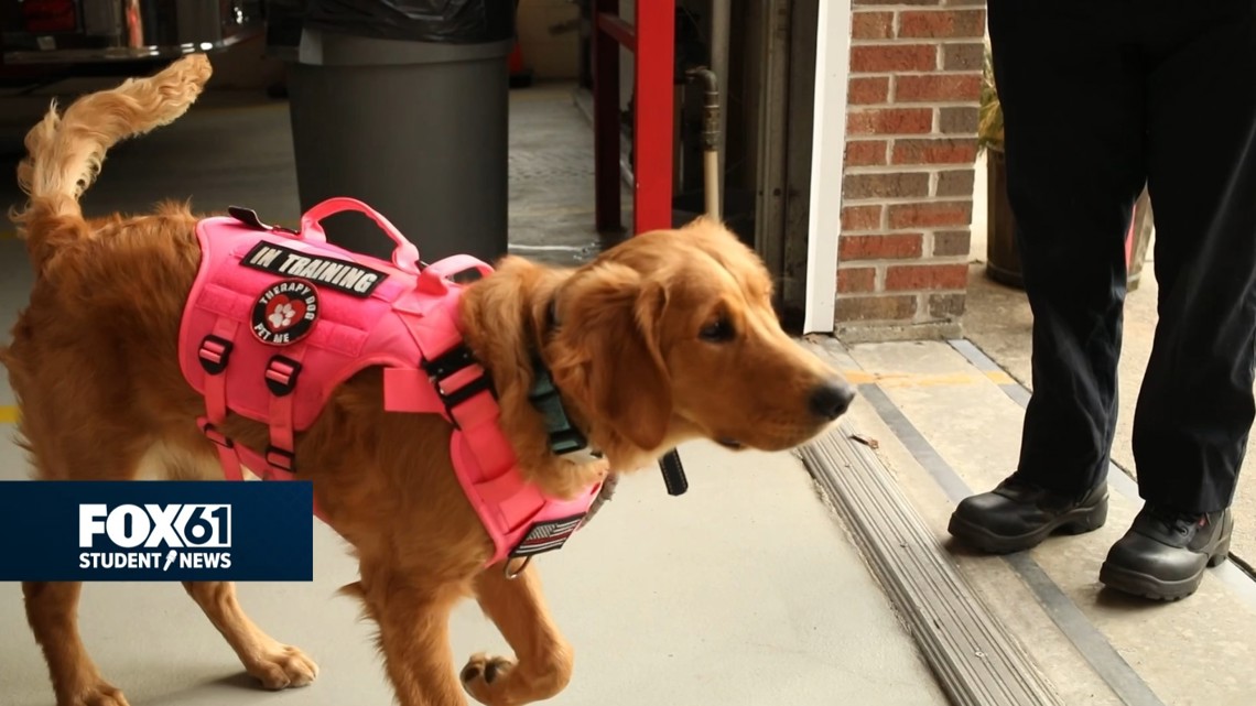 Connecticut service dog Hope aids first responders | fox61.com