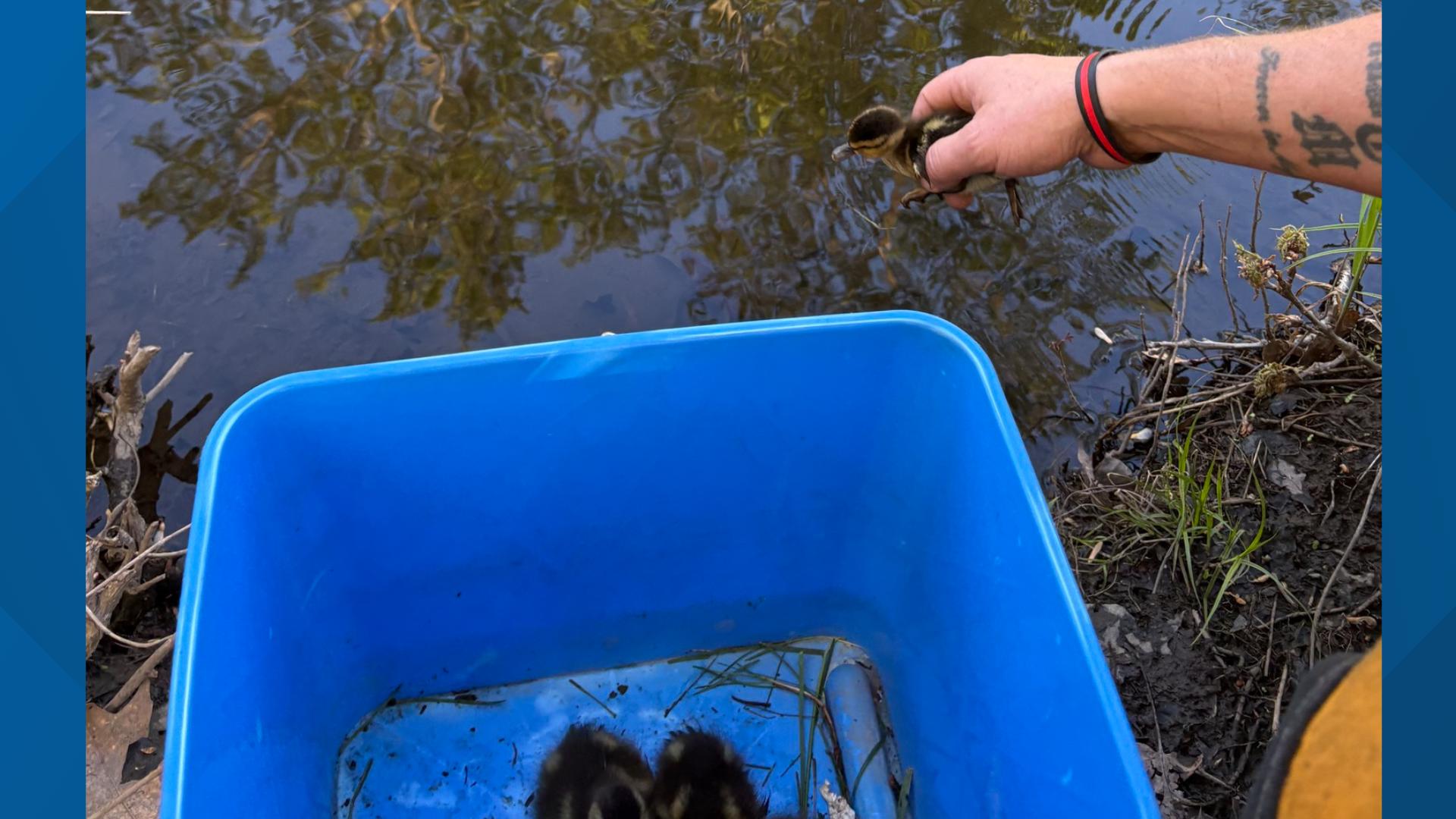 Tiny ducklings, big rescue: Vernon firefighters brave storm drain to ...