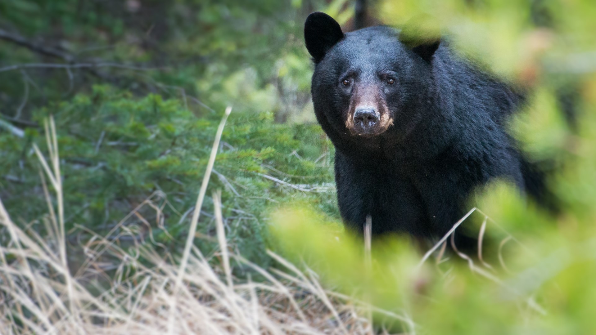 Bear killed after entering occupied home in North Canaan: CSP | fox61.com