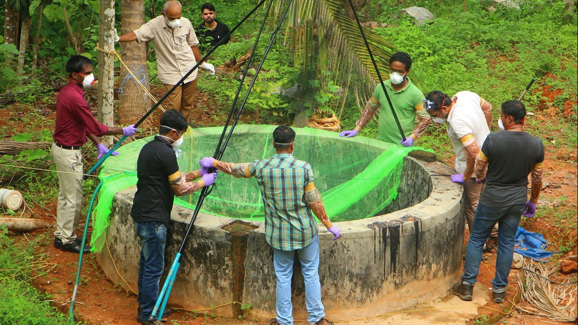 Bats, the source of so many viruses, could be the origin of Wuhan ...