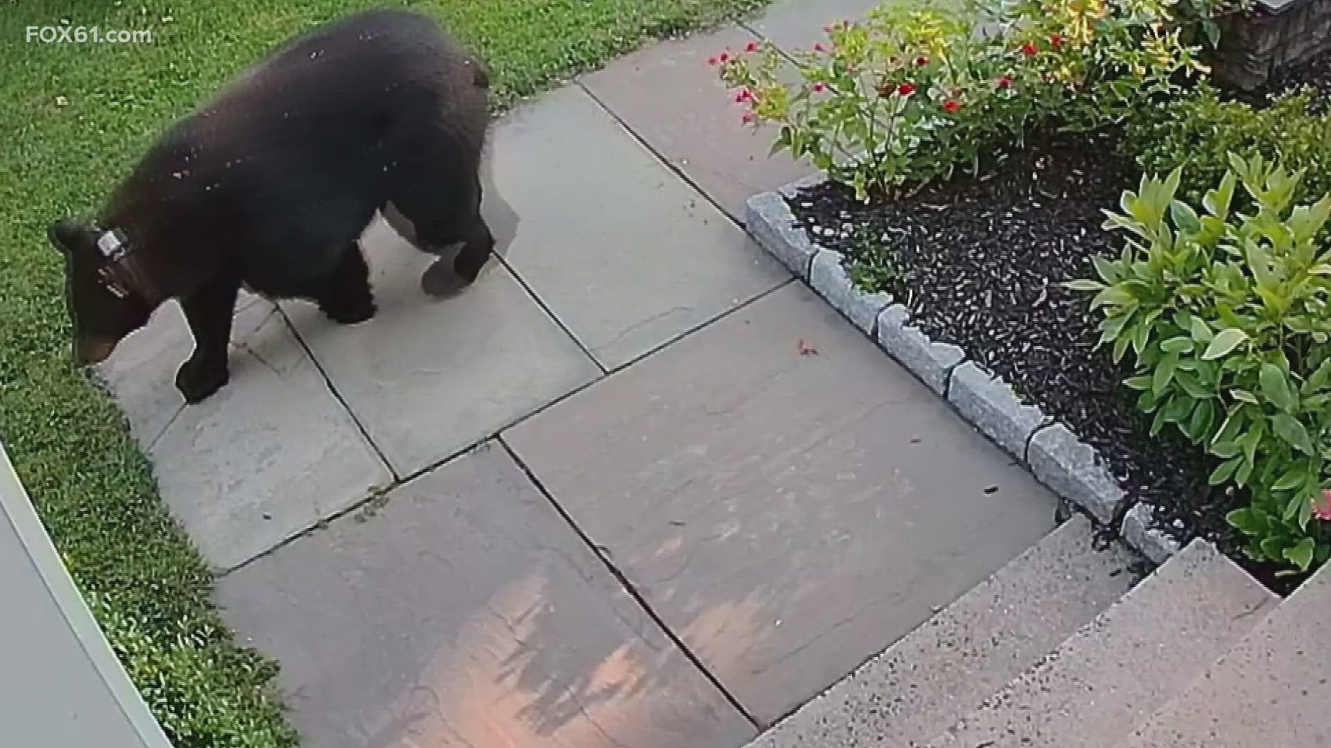 Black bear sightings increase in Connecticut as spring approaches ...
