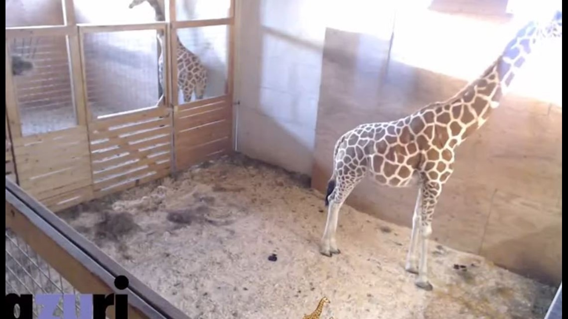 Watch Live: April the giraffe continues to progress, showing ...