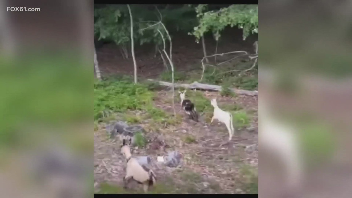 Connecticut goats escape from farm, settle near Interstate 95 and gain ...