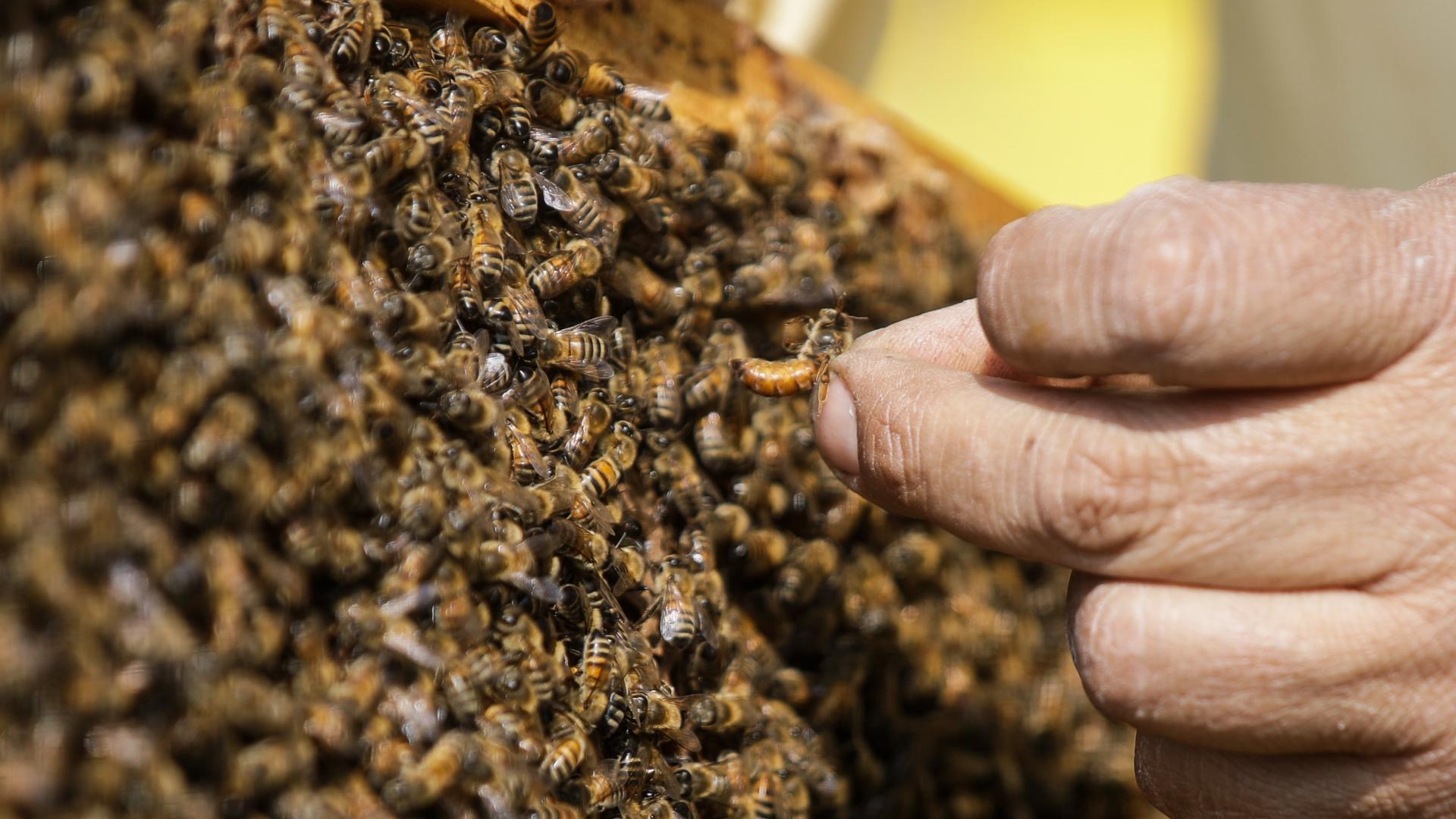 Sacred Heart University to receive $400,000 for bee research | fox61.com