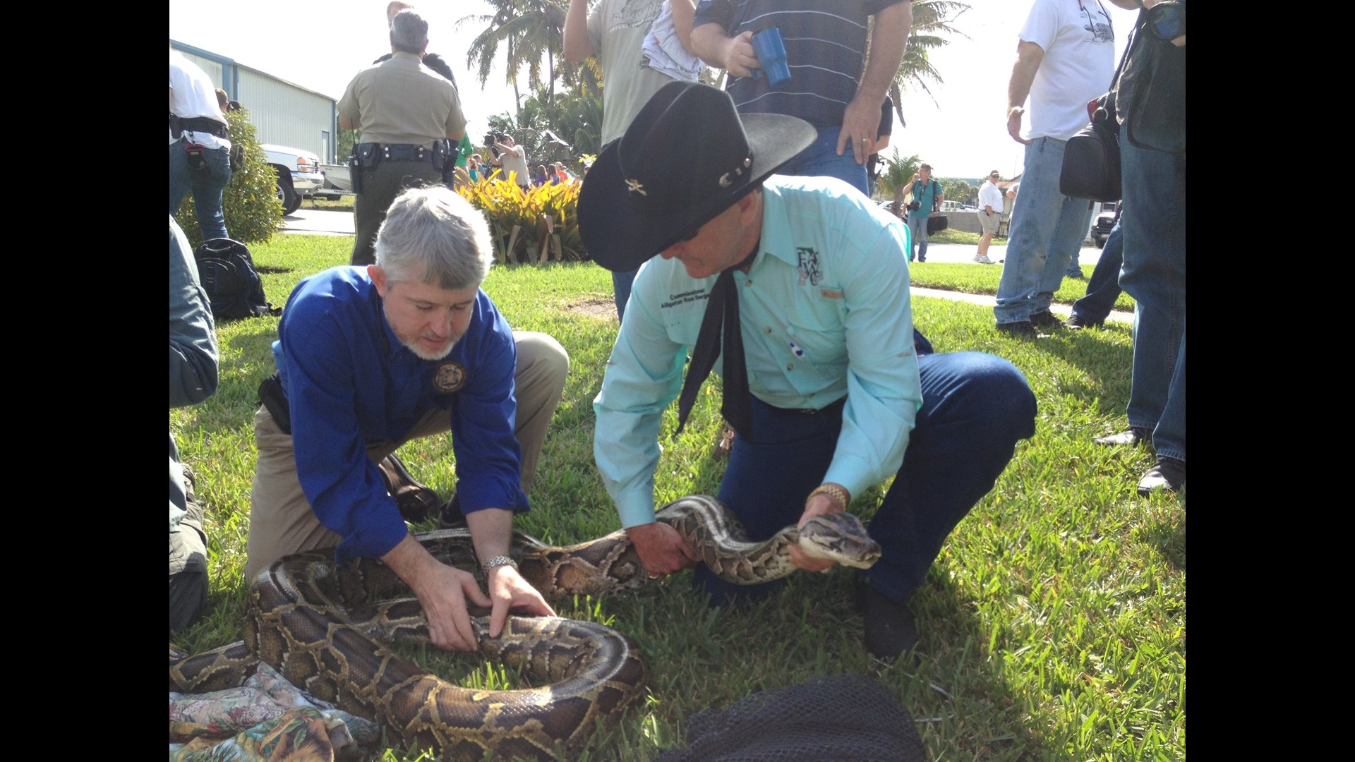 Florida putting squeeze on invasive snakes with ‘Python Challenge’ hunt ...