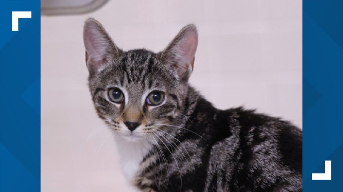 Miki the kitten up for adoption at Connecticut Humane Society | fox61.com