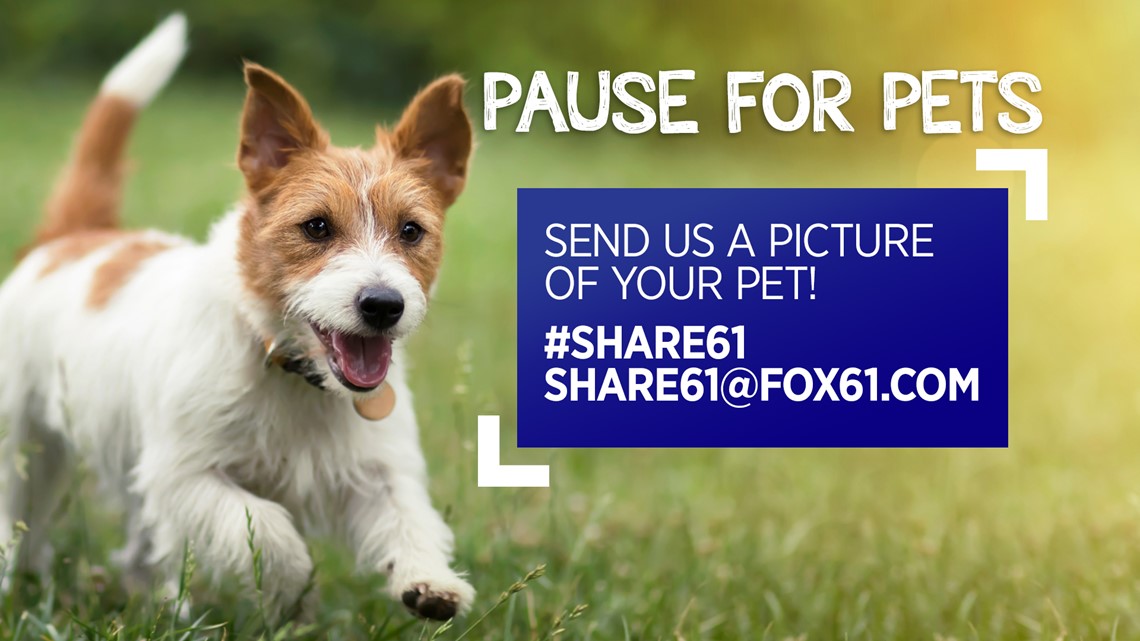 Pause for Pets: Share your pet photos! | fox61.com
