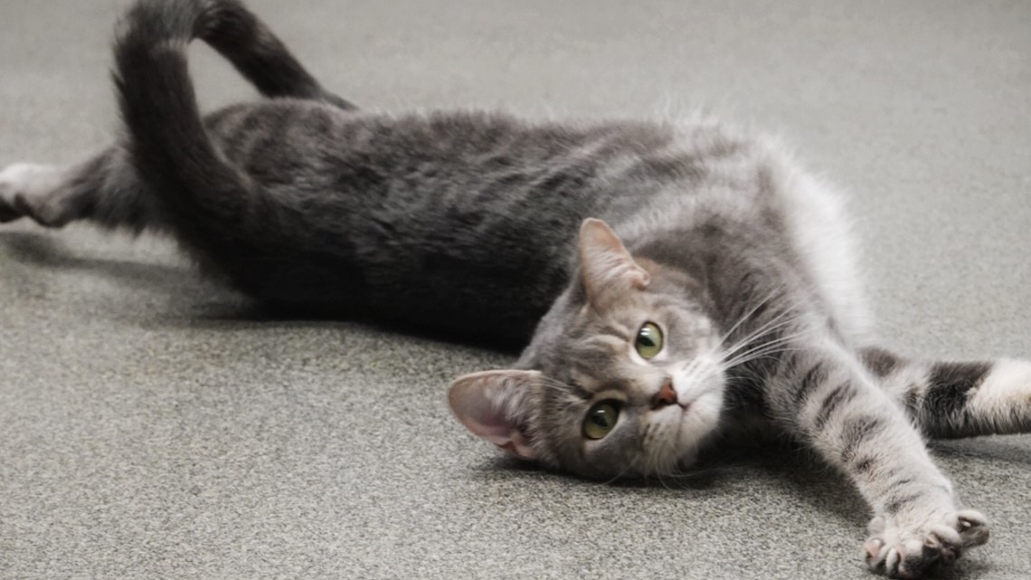 Sprout the graby tabby cat up for adoption at CT Humane Society | fox61.com