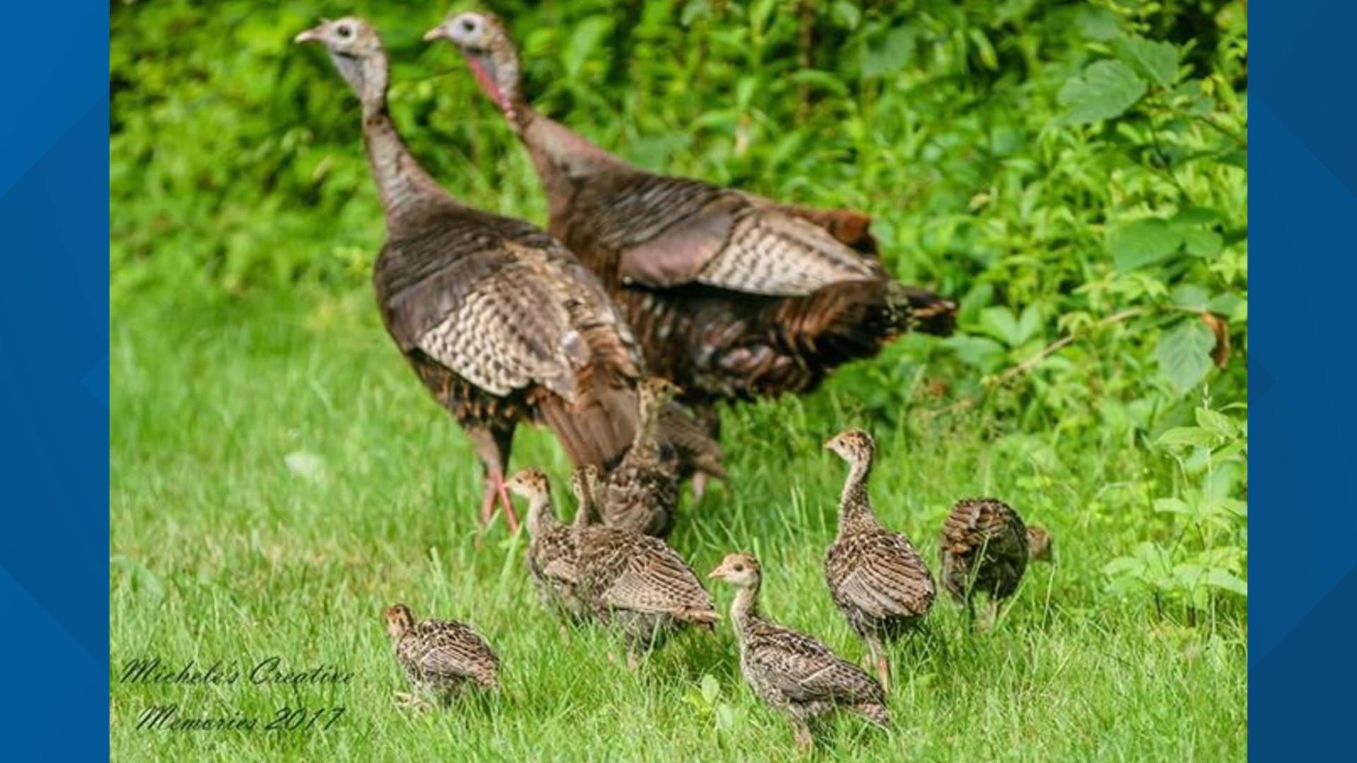 Conn. biologists encourage participation in turkey brood survey | fox61.com