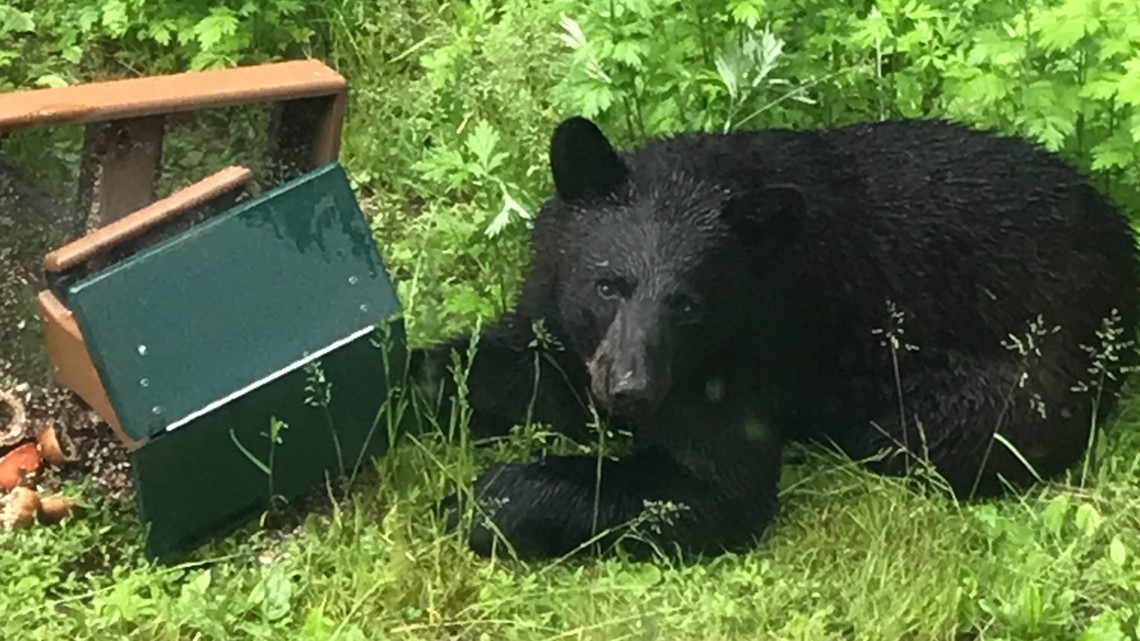 Bear killed in Connecticut and the shooter claims self defense | fox61.com