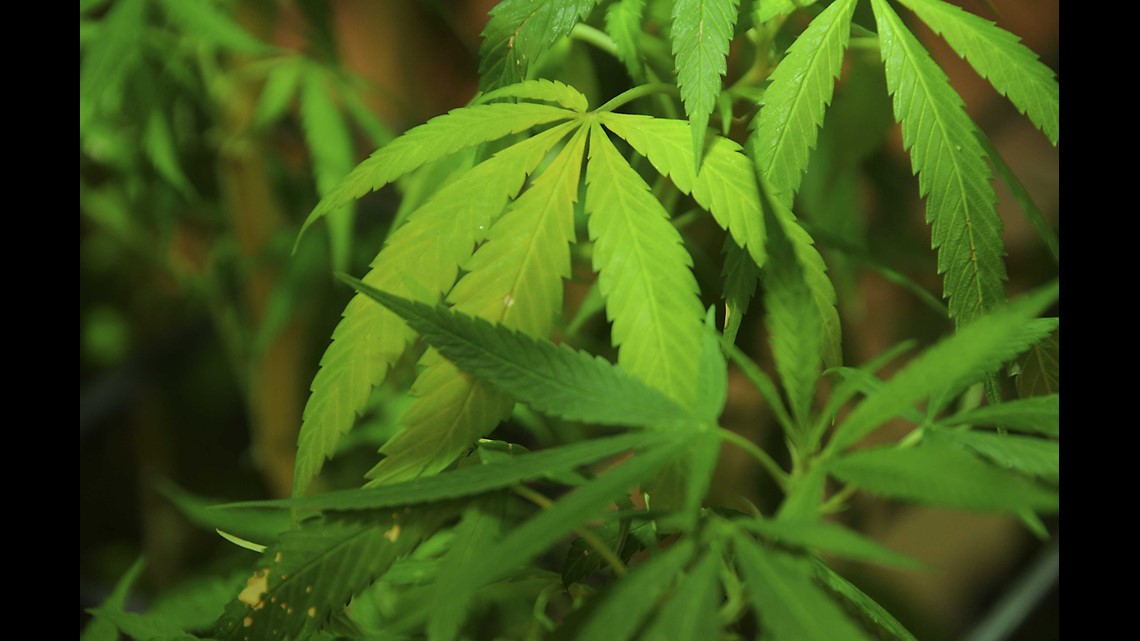 Massachusetts marijuana aficionados roll 100-foot-long joint | fox61.com