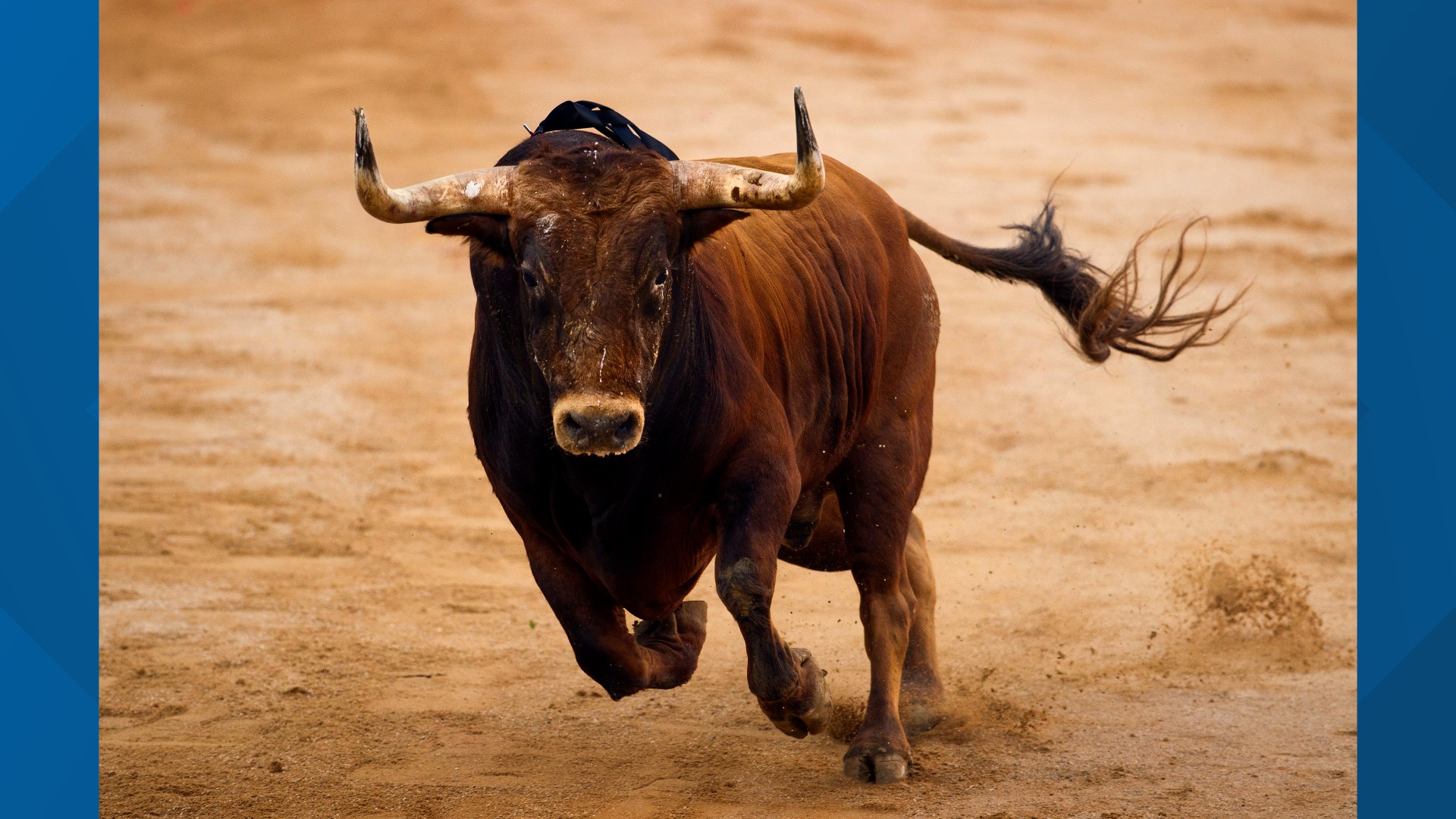 CT farm worker paralyzed, attacked by bull | fox61.com