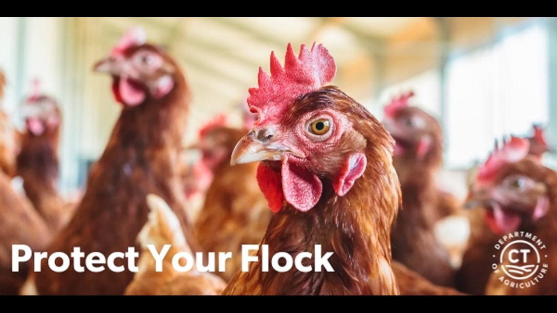 Signs of avian flu in NY lead to Dept of Agriculture warning | fox61.com