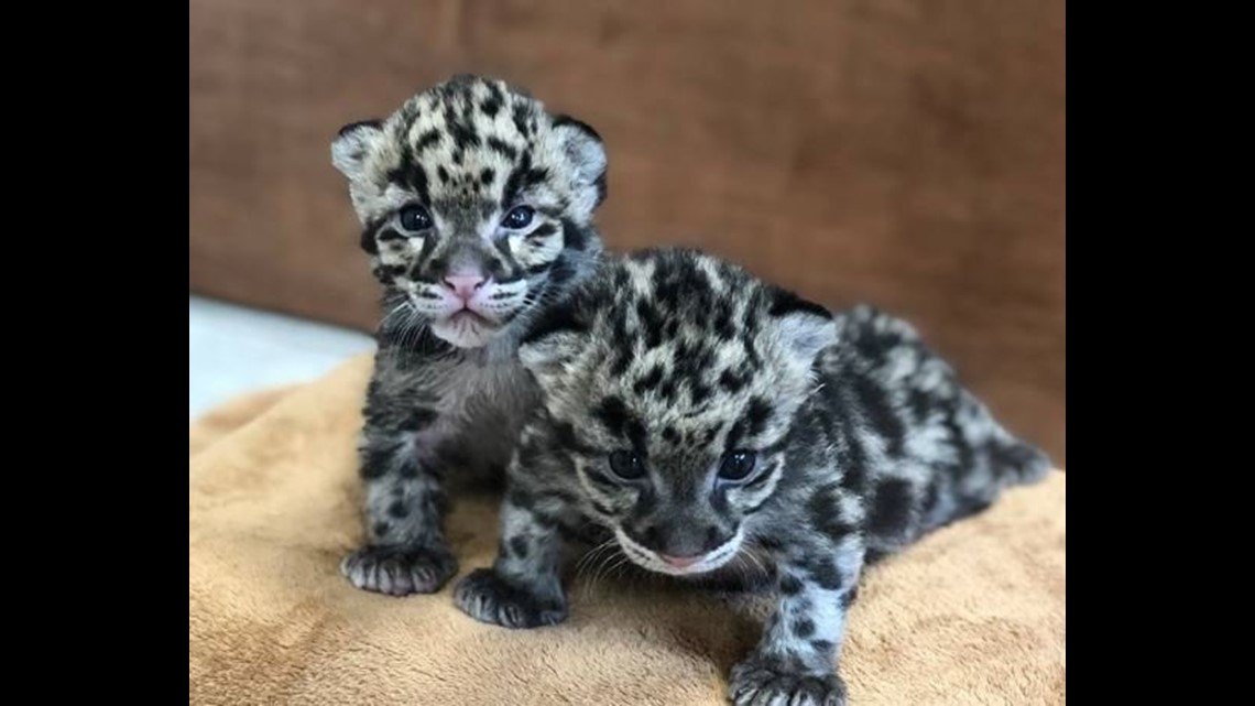 Ohio zoo shares photo of precious 1-month-old clouded leopards | fox61.com