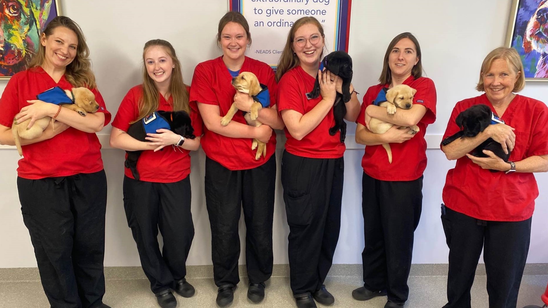 FOX61 viewers vote for name of NEADS service dog in training | fox61.com