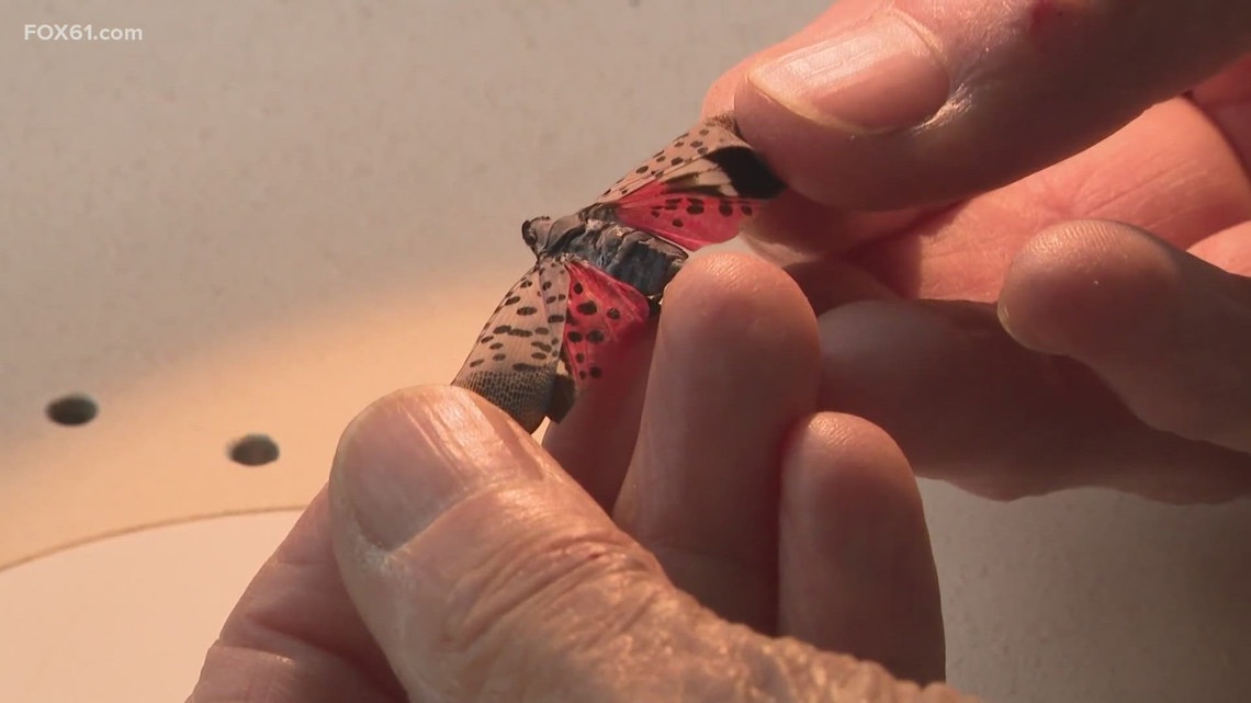More spotted lanternflies are being spotted in Connecticut | fox61.com