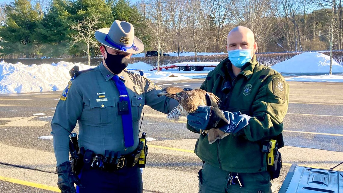 CT State Trooper, DEEP officer rescue two hawks from road in Waterford ...