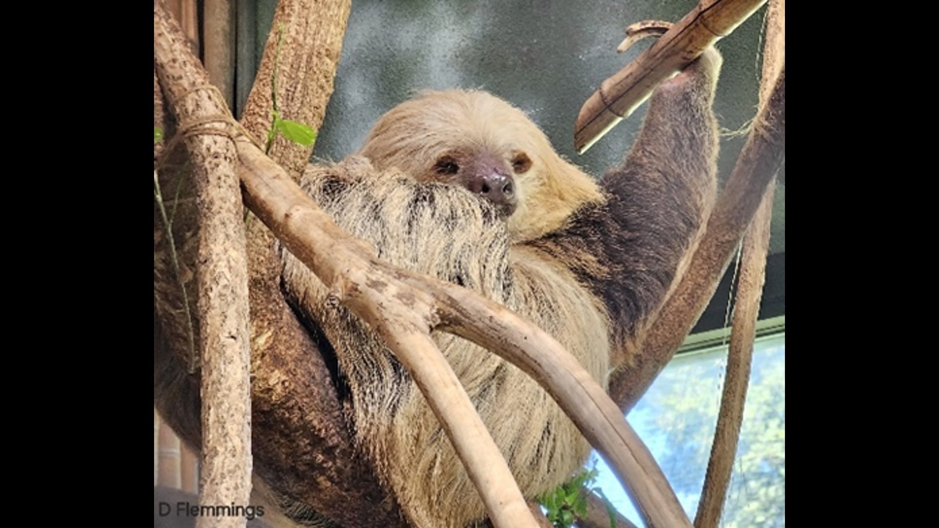 Connecticut’s Beardsley Zoo revitalizing World Tropics Building | fox61.com