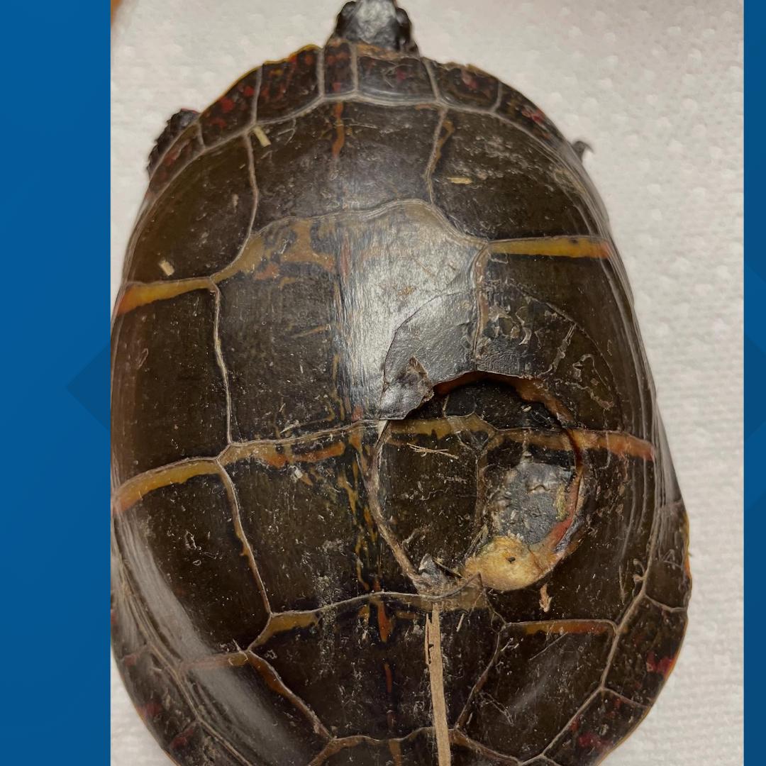 Golf ball hits turtle's shell near Massachusetts course | fox61.com