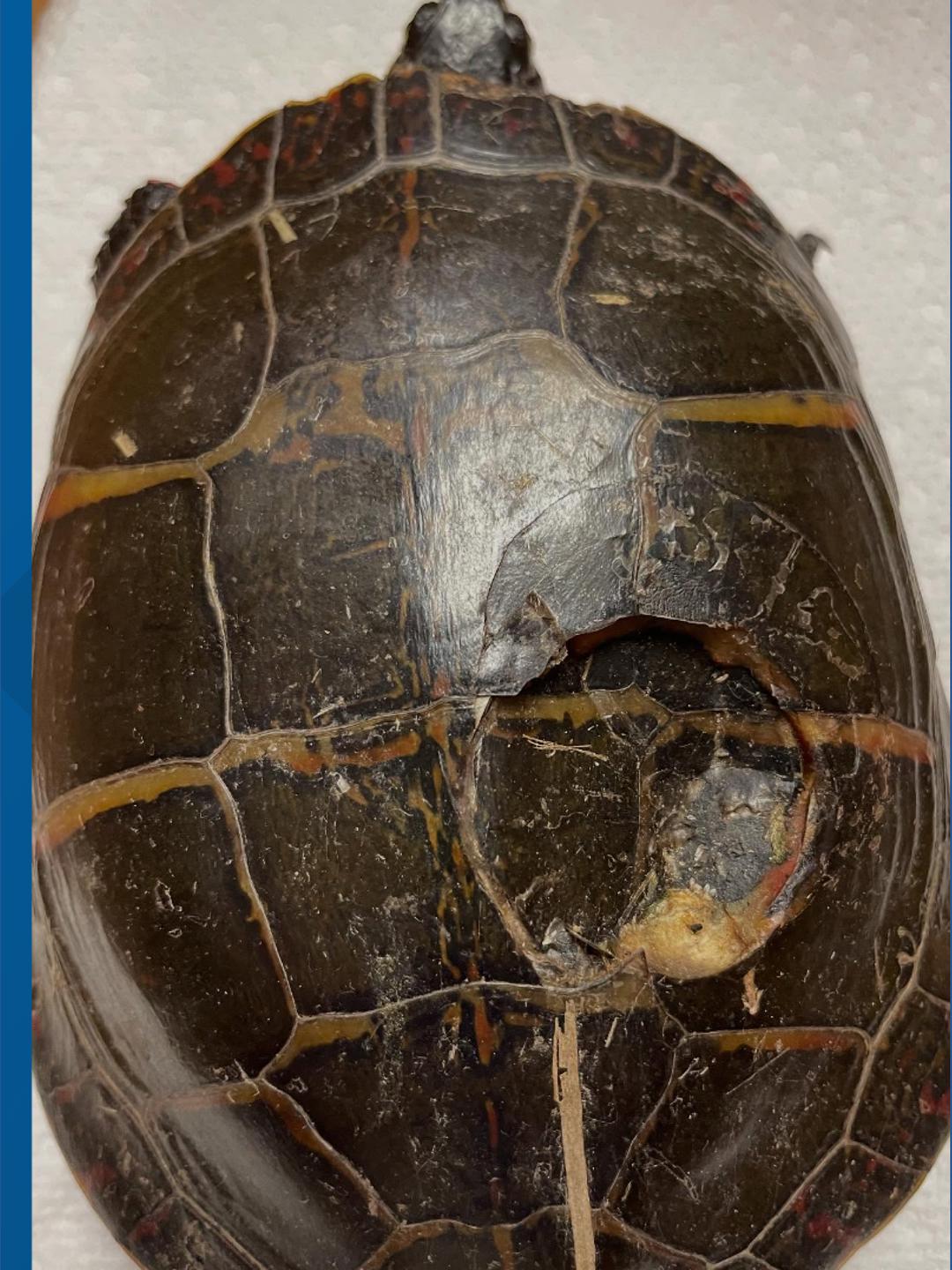 Golf ball hits turtle's shell near Massachusetts course | fox61.com