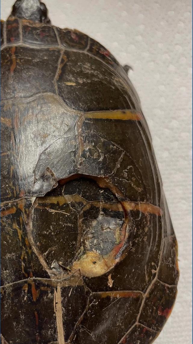 Golf ball hits turtle's shell near Massachusetts course | fox61.com