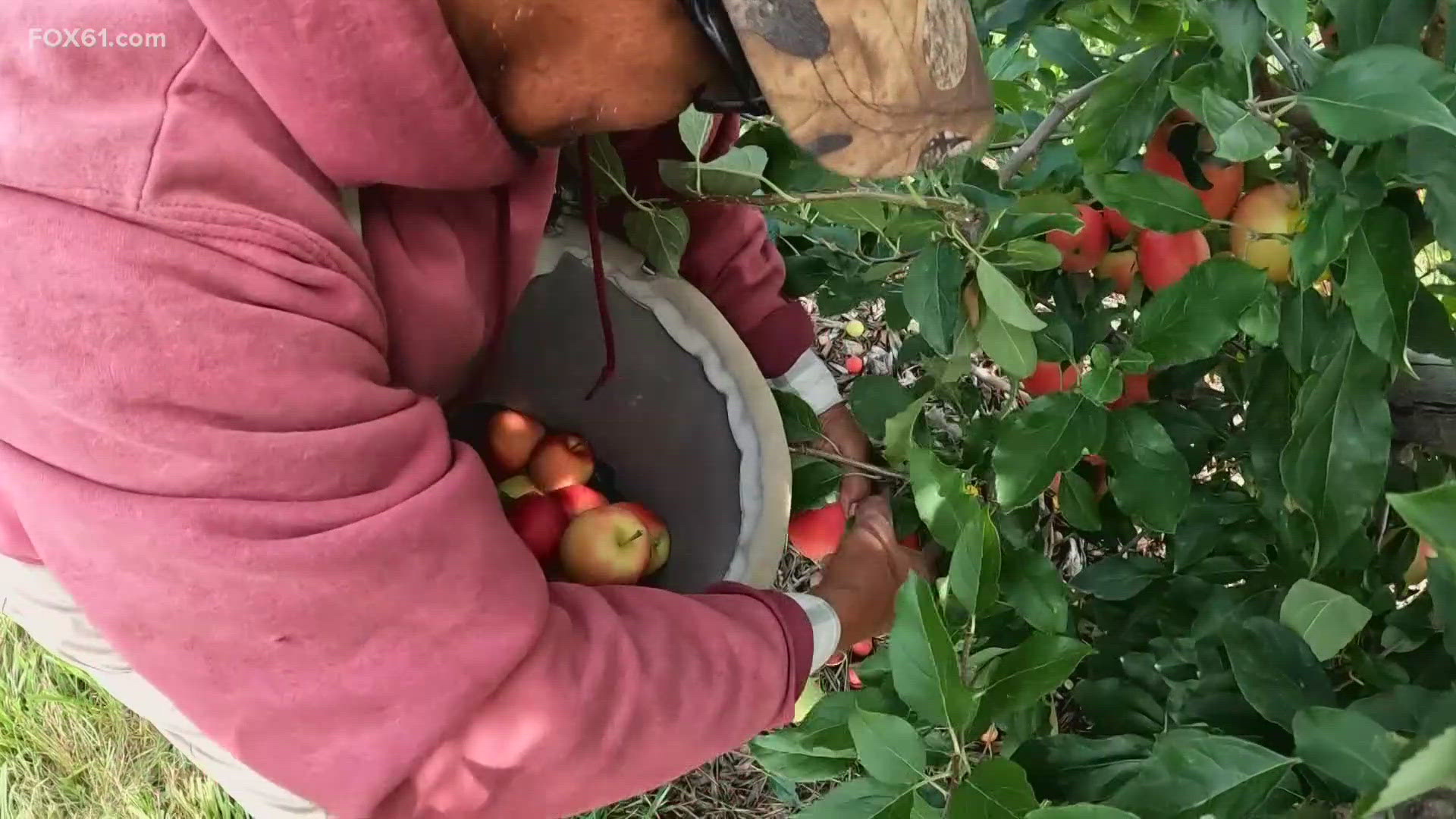 Ellington's Johnny Appleseed's Farm gears up for peak season amid apple ...