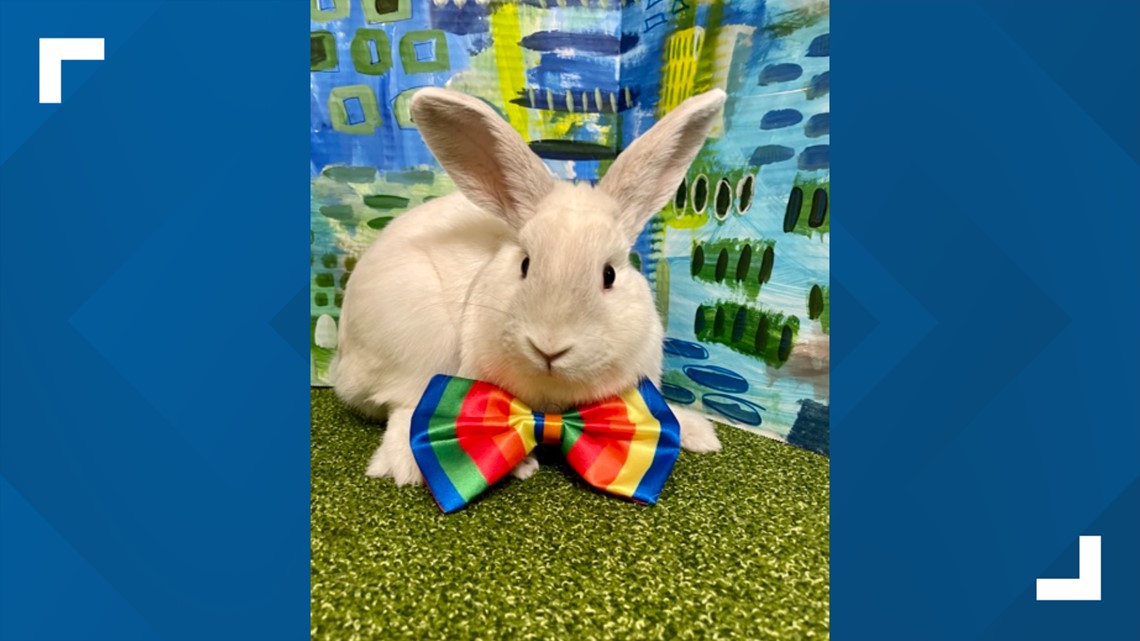Jinglebells the 2-year-old rabbit up for adoption by Conn. Humane ...