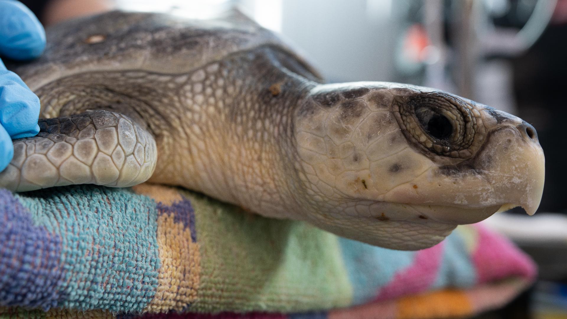 Mystic Aquarium to release 2 sea turtles into Rhode Island ocean ...
