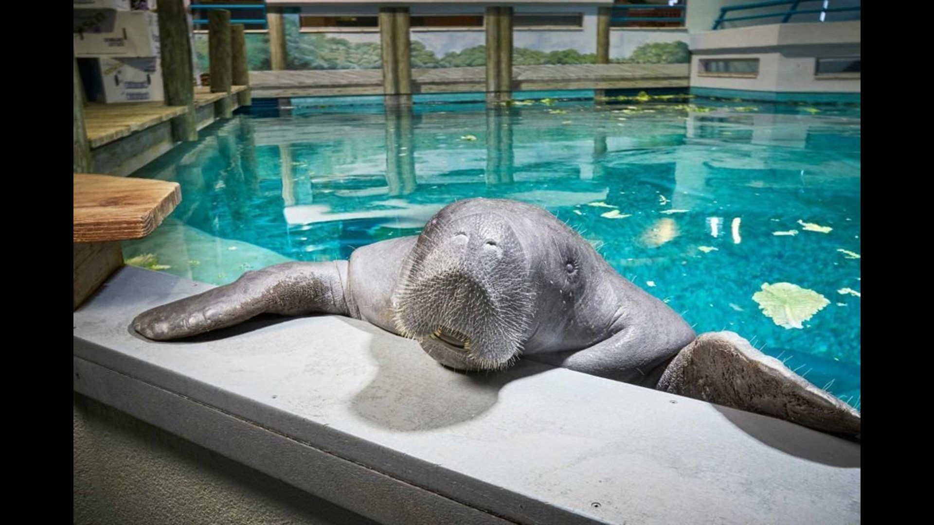 The world’s oldest captive manatee dies in South Florida museum | fox61.com