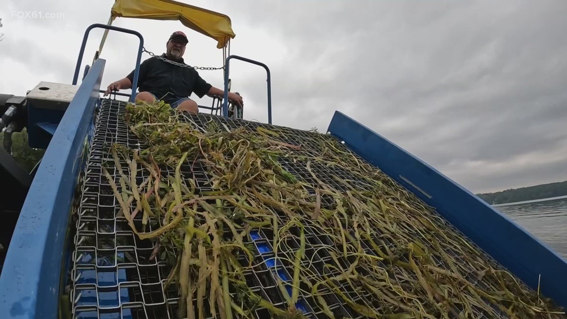 Boats battle against invasive aquatic plants in Connecticut | fox61.com