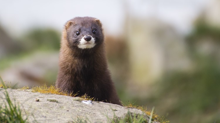 Connecticut town's residents warned to stay away from minks | fox61.com