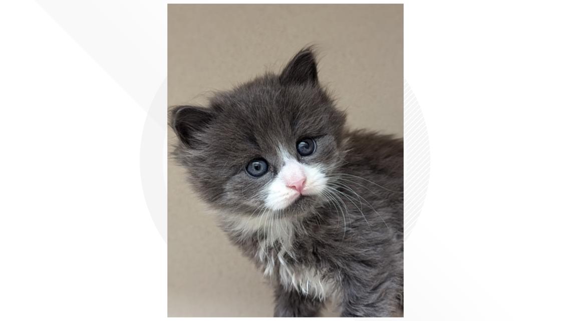 Meet Keanu, a 2-month-old male kitten, up for adoption from the ...