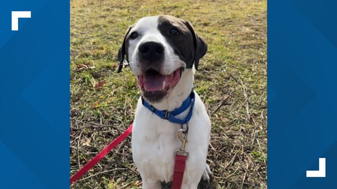 Onyx, 4-year-old dog, up for adoption by Conn. Humane Society | fox61.com