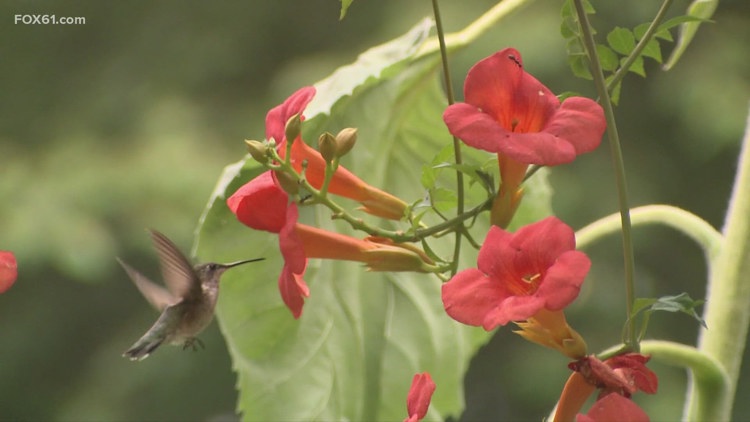 Behind the scene look at the FBI operations in New Haven | fox61.com