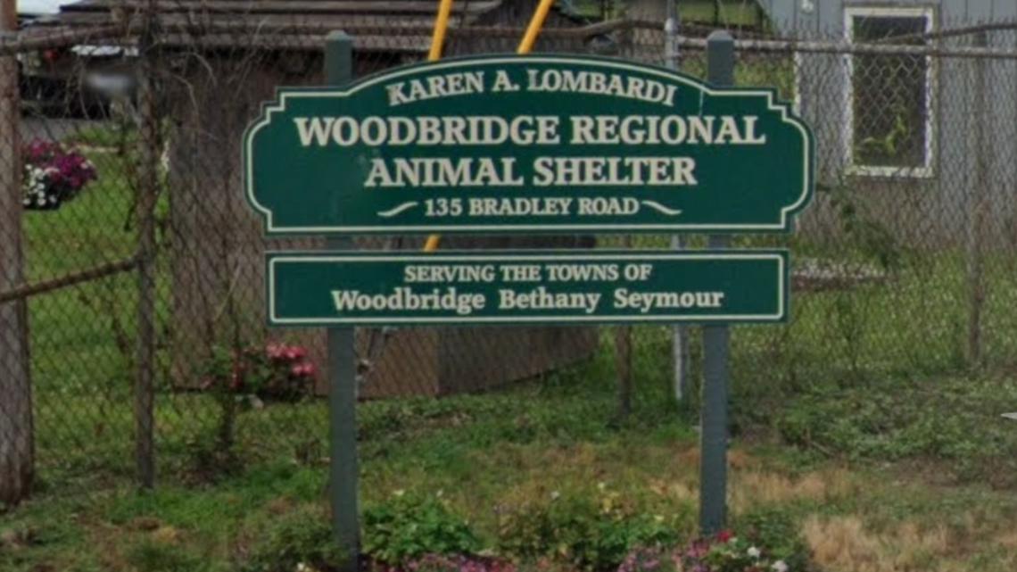 21 animals taken into care amid state police investigation in Beacon ...